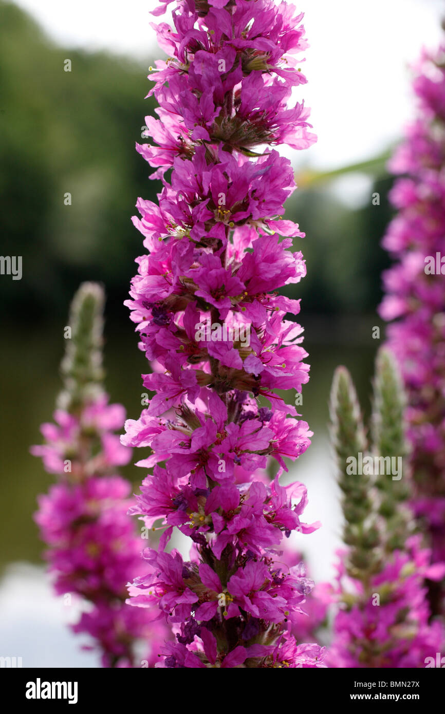 Purple loosestrife (Lythrum salicaria) close up of flower Stock Photo ...