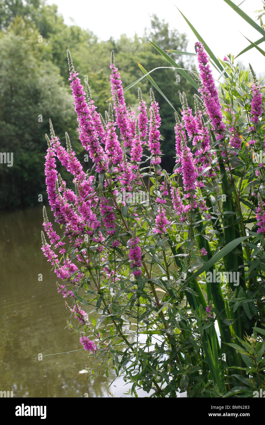 Purple loosestrife (Lythrum salicaria) plants flowering at waters edge ...