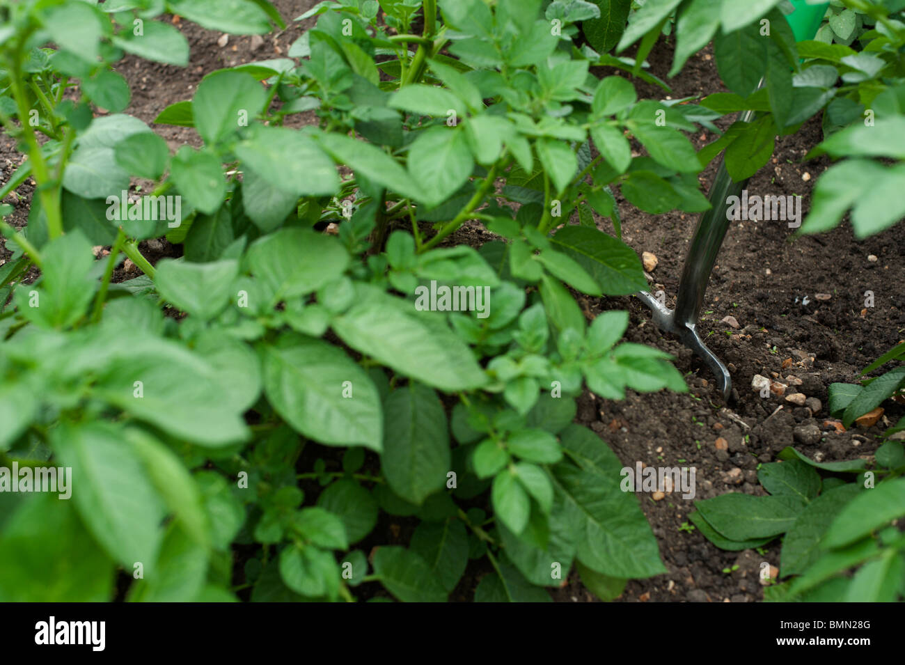 The first harvest of early "Vales of Emerald" potatoes at an organic ...