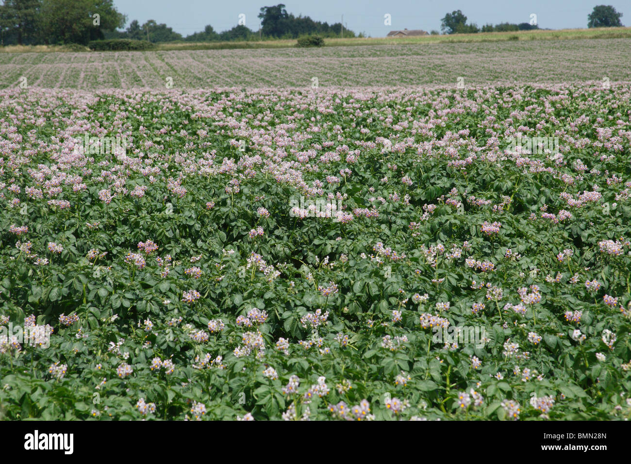 large field of potatoes in flower July Norfolk Stock Photo - Alamy