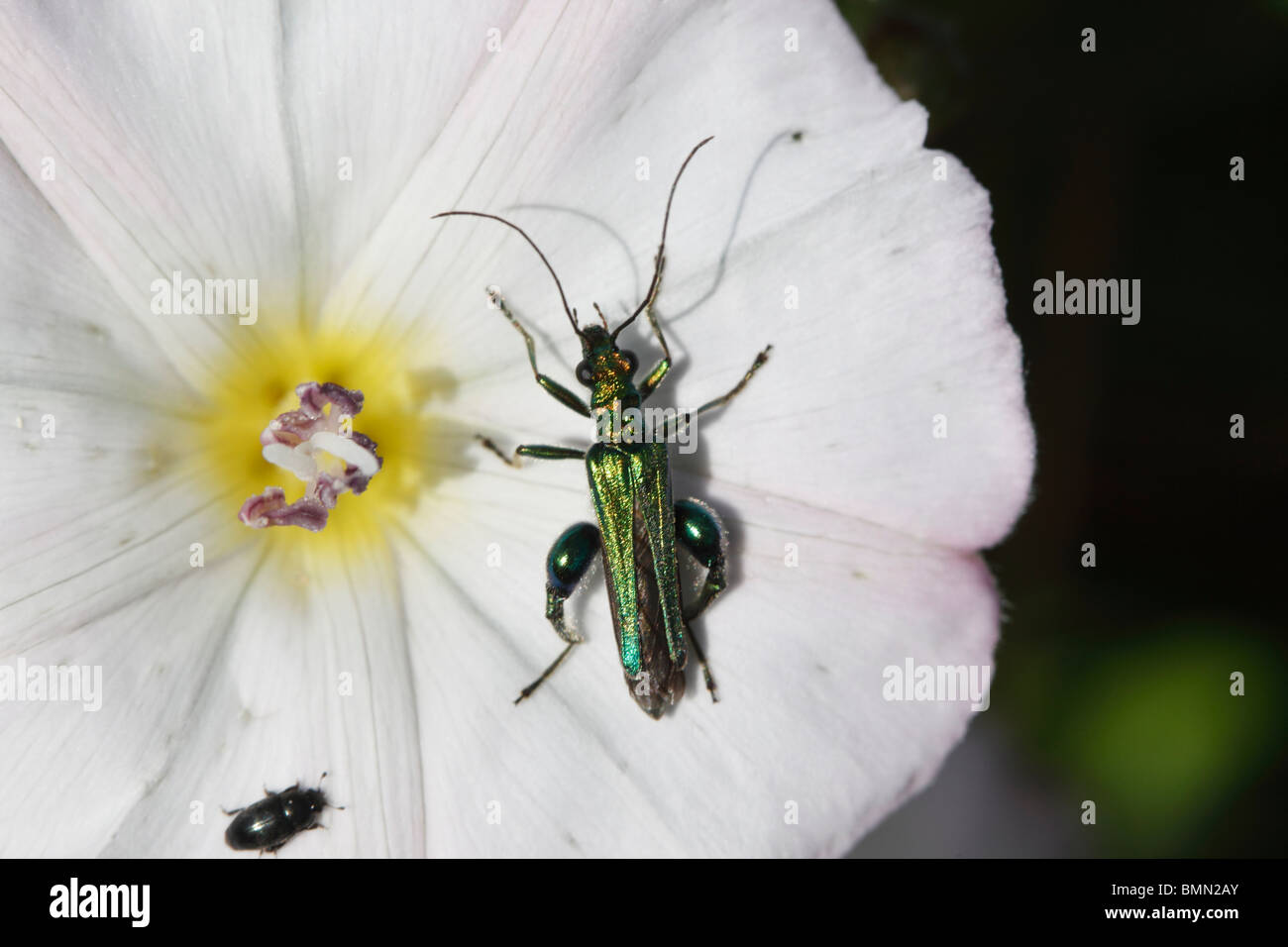 Pollen beetle hi-res stock photography and images - Alamy