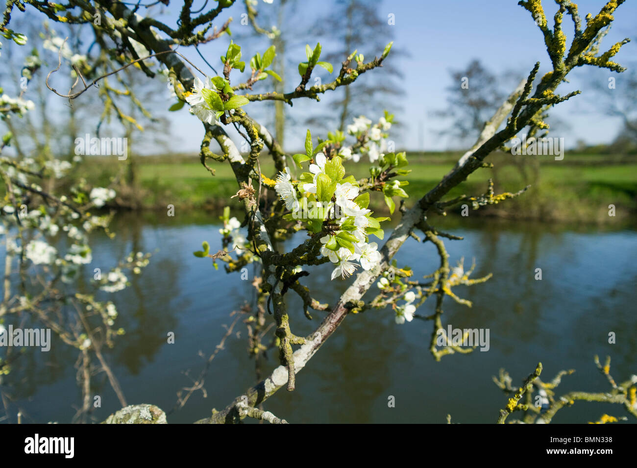 river avon evesham worcestershire england uk Stock Photo - Alamy