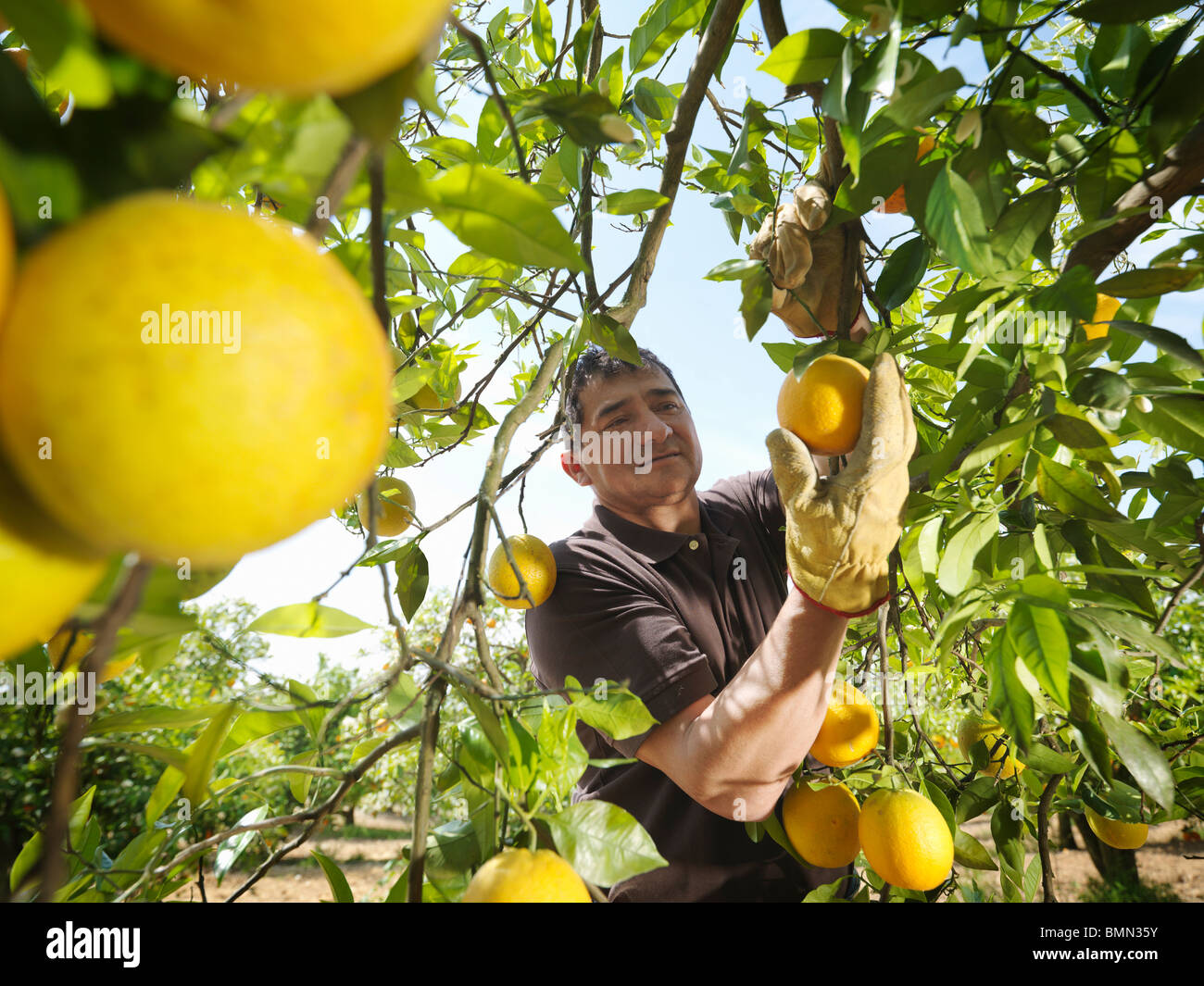 People picking oranges hi-res stock photography and images - Alamy