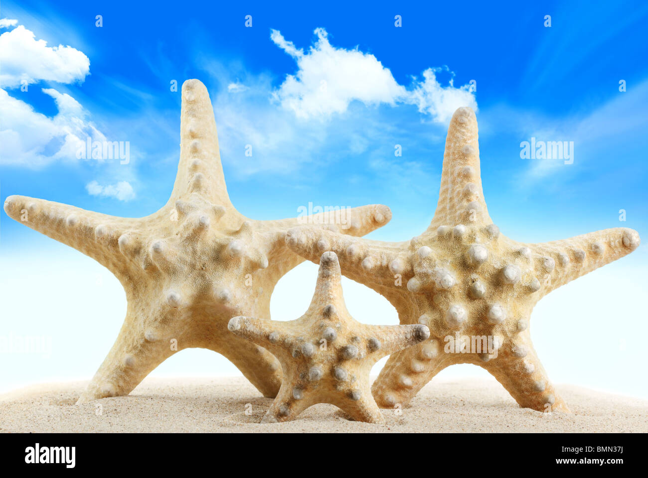 Seashell family on sand beach,Concept Stock Photo - Alamy