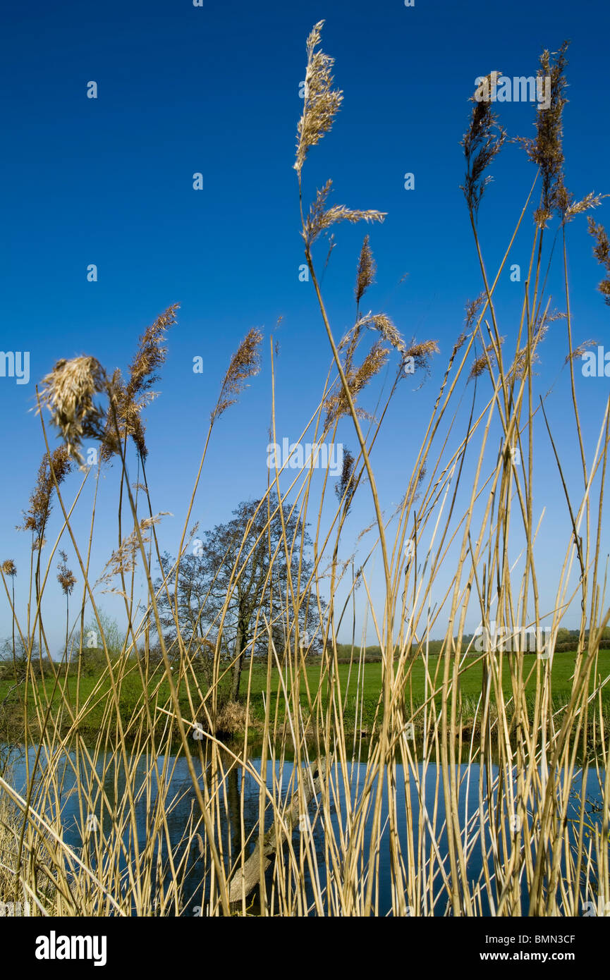 river avon evesham worcestershire england uk Stock Photo - Alamy
