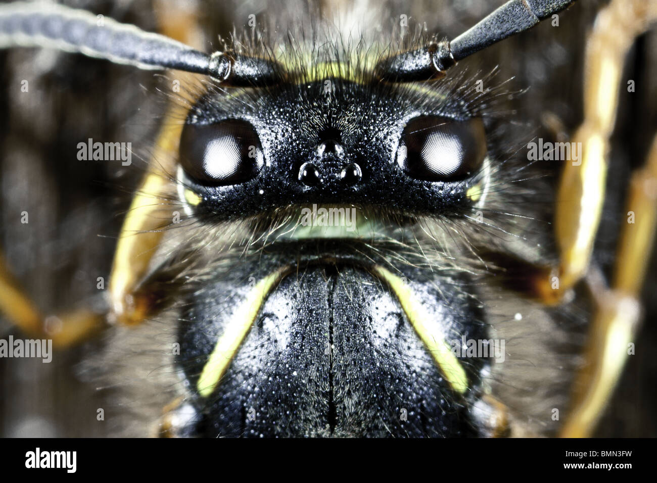 Macro hornet hi-res stock photography and images - Alamy