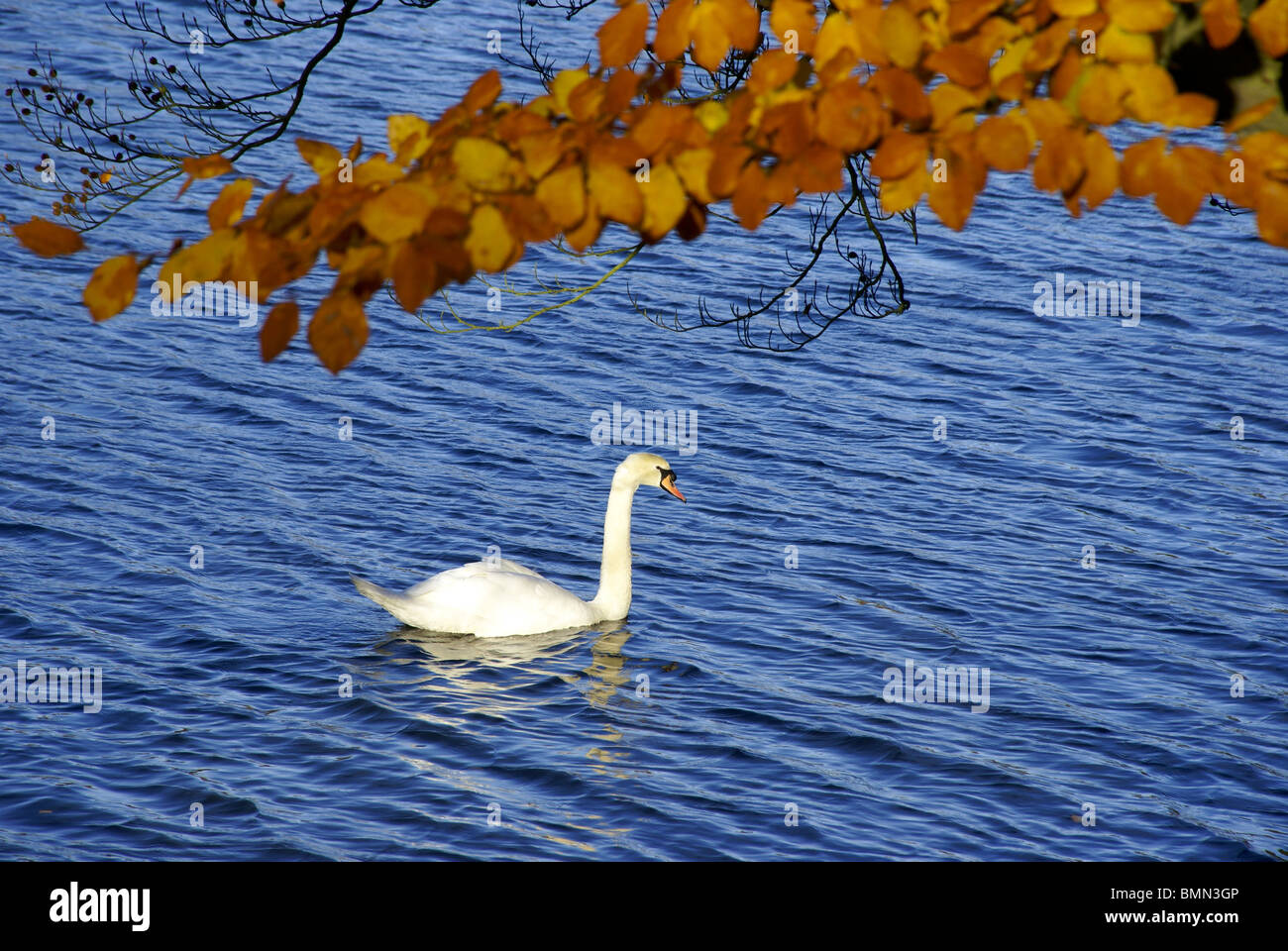 Virginia water surrey hi-res stock photography and images - Alamy
