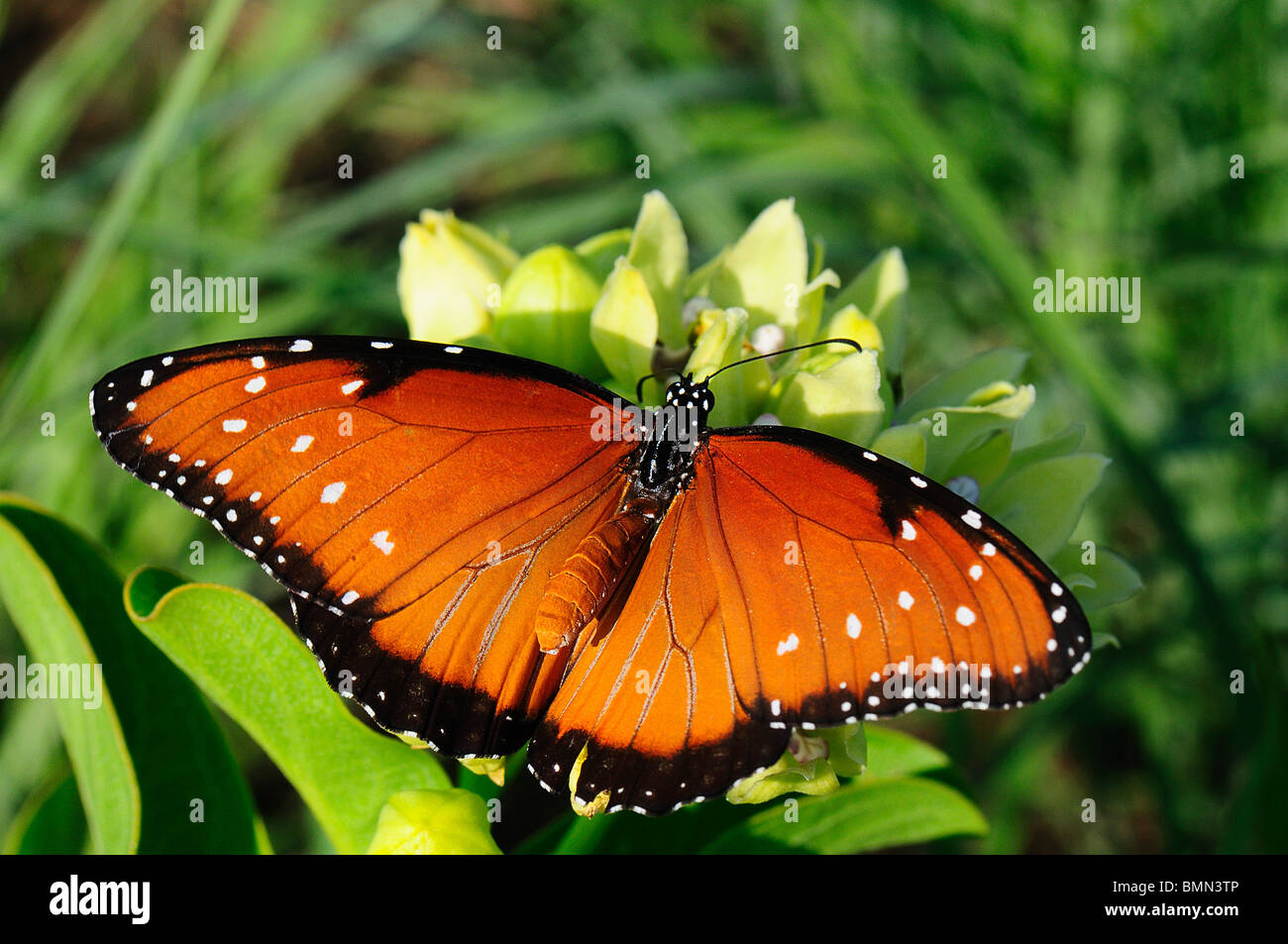 Queen butterfly hi-res stock photography and images - Alamy