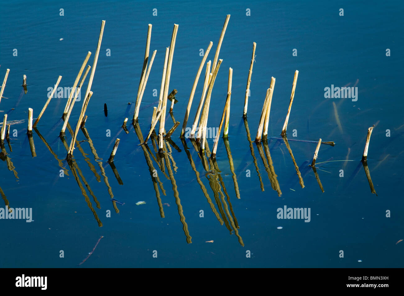 river avon evesham worcestershire england uk Stock Photo - Alamy