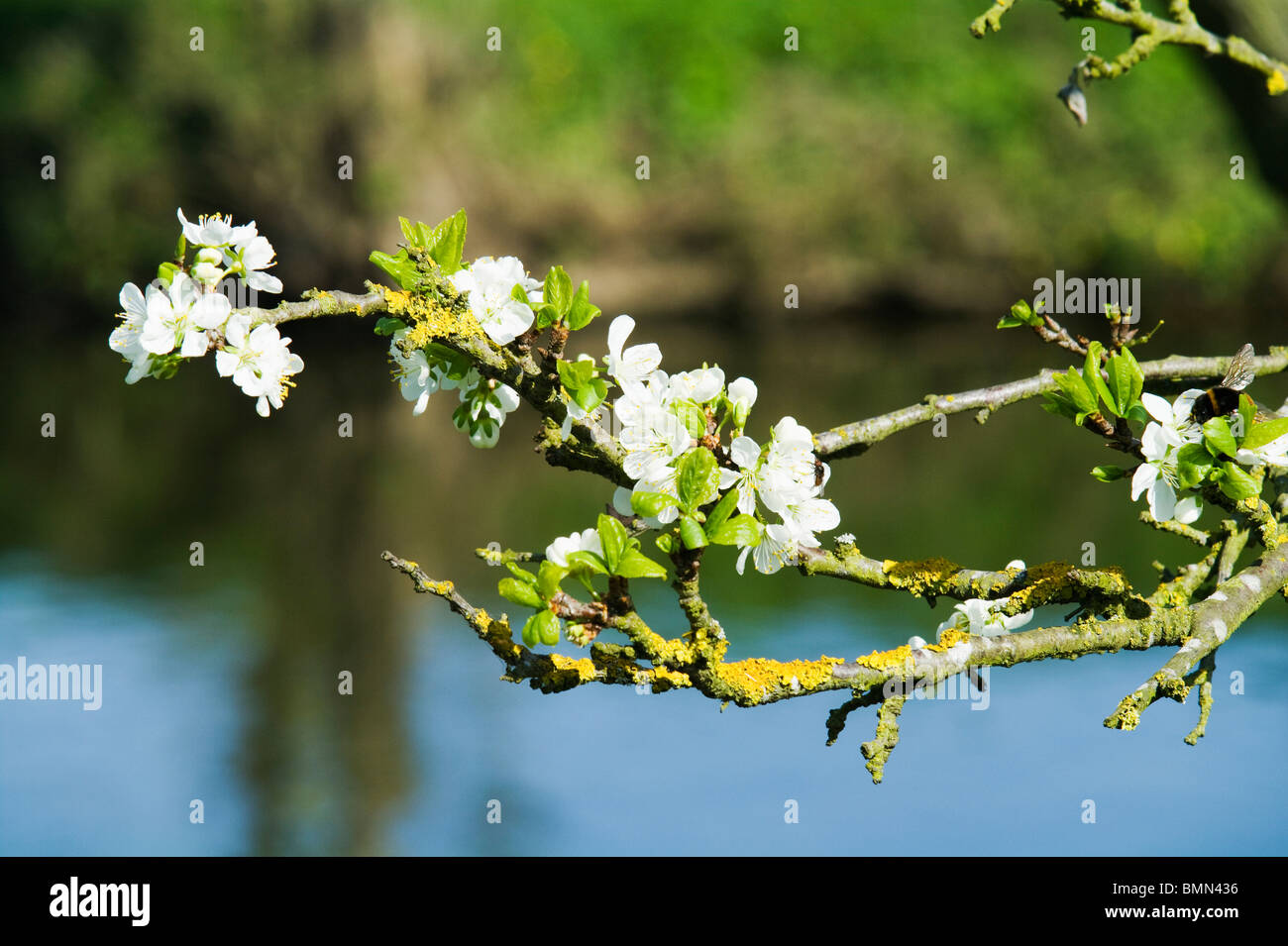 river avon evesham worcestershire england uk Stock Photo - Alamy