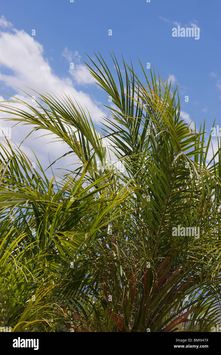 Palm Tree against a blue sky background Stock Photo - Alamy