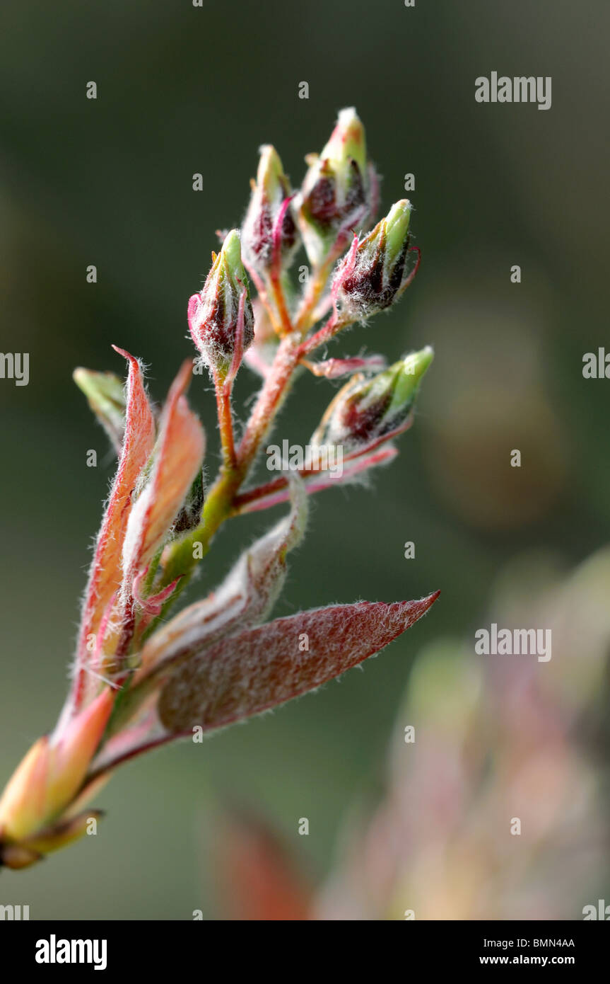 Amelanchier canadensis Canadian serviceberry Juneberry Shadblow ...