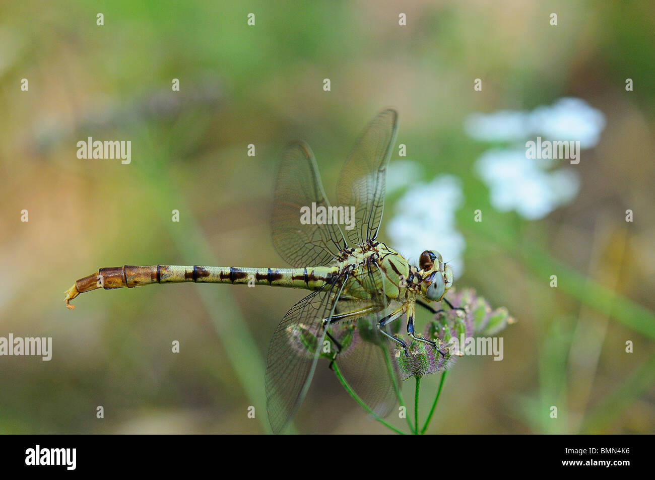 Clubtail hi-res stock photography and images - Alamy