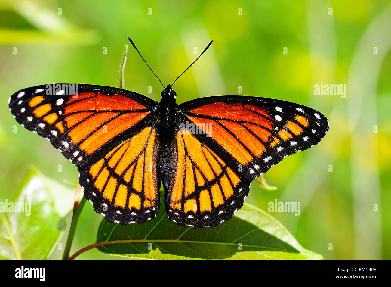 Monarch butterfly hi-res stock photography and images - Alamy