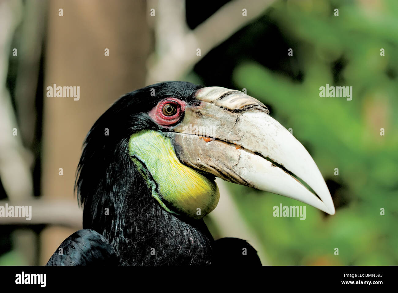 Toucan eye hi-res stock photography and images - Alamy