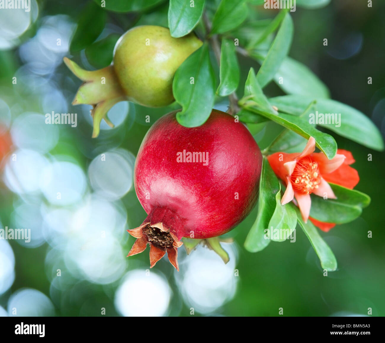 Pomegranate hi-res stock photography and images - Alamy
