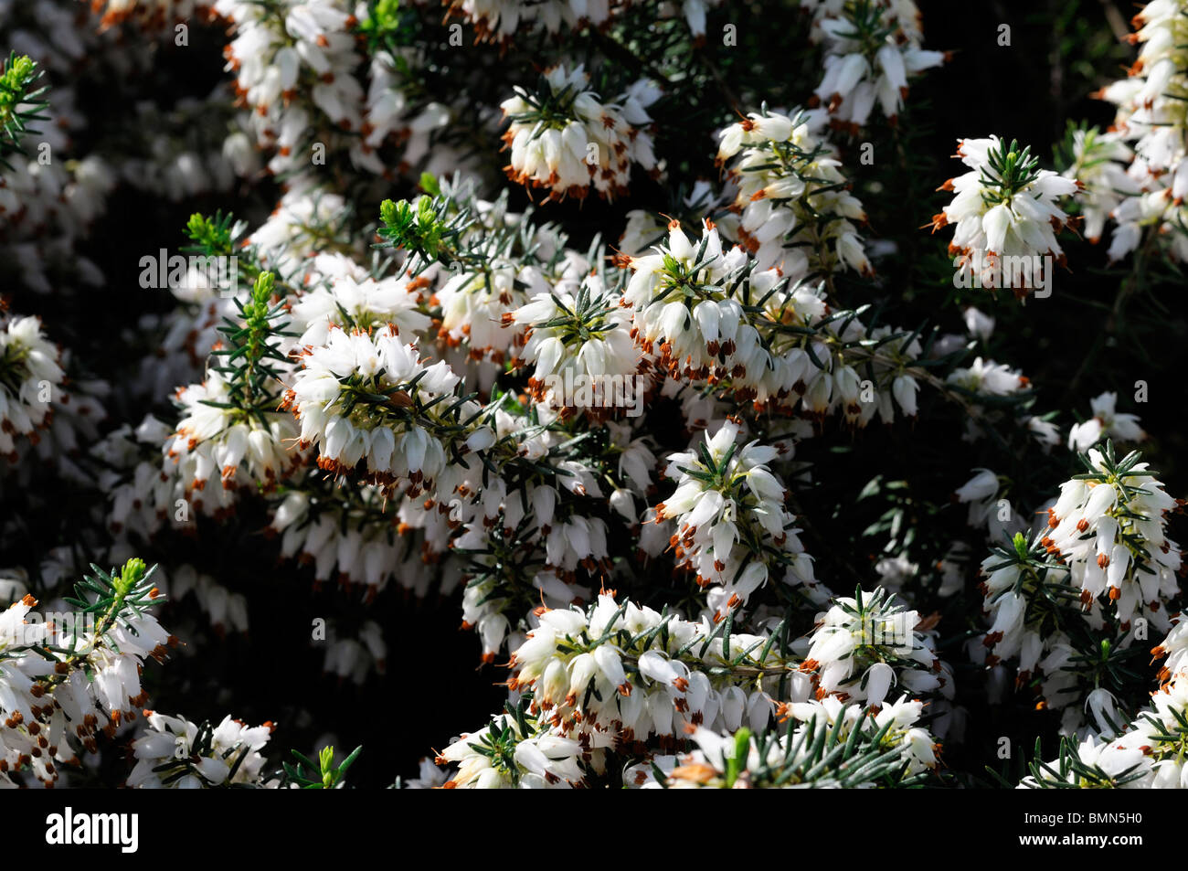 Erica carnea isabell white Winter heath Winter Flowering Heather Spring ...