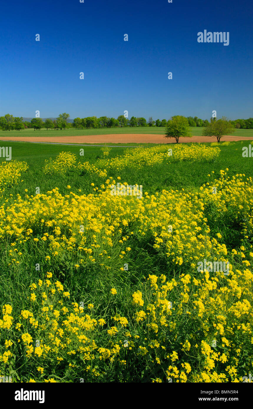 Thomas field hi-res stock photography and images - Alamy