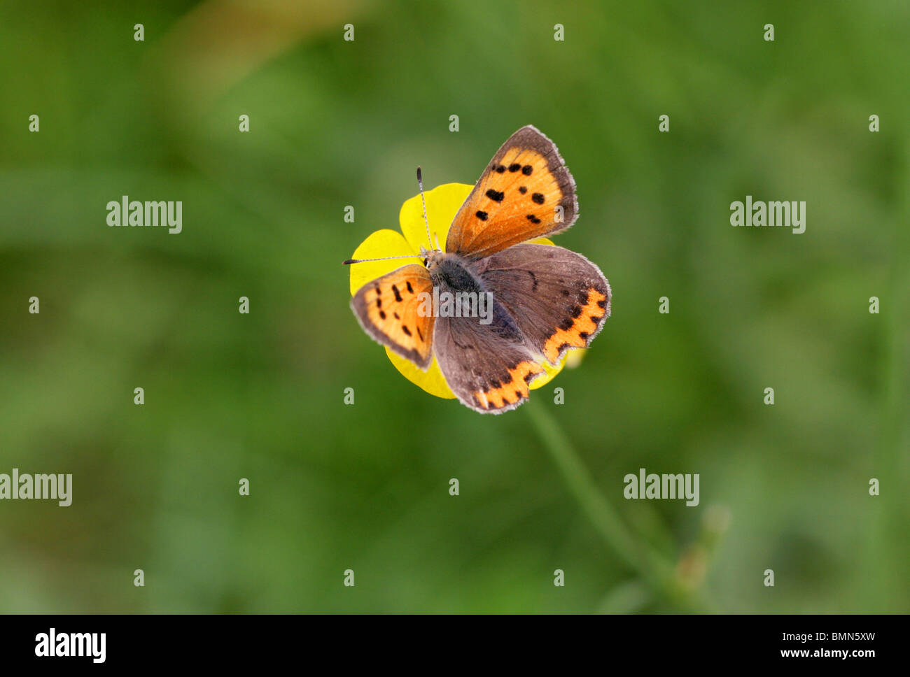 Small Copper Butterfly, Lycaena phlaeas, Lycaenidae, on a Buttercup ...