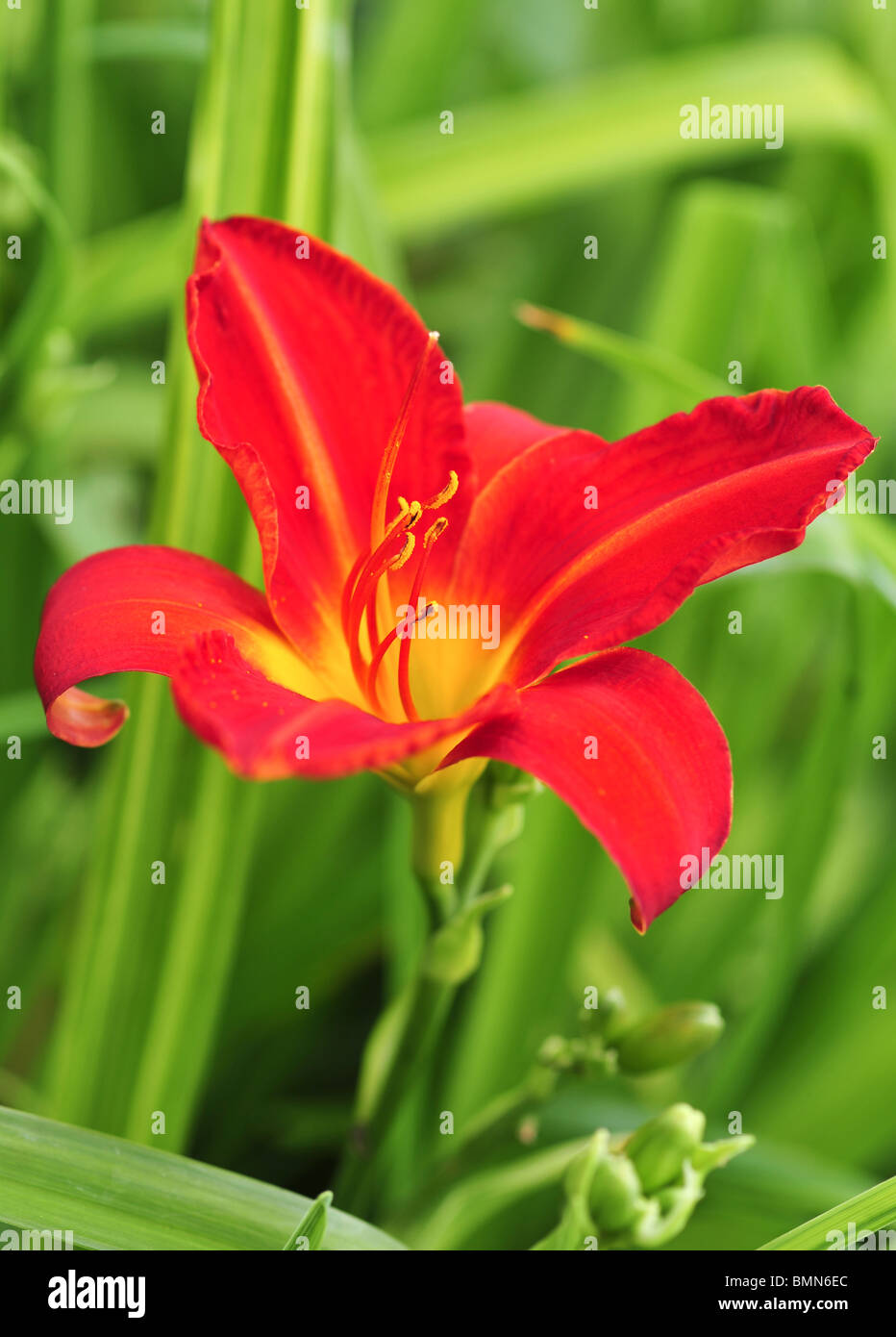 Daylily 'Chicago Firecracker' (Hemerocallis Stock Photo - Alamy