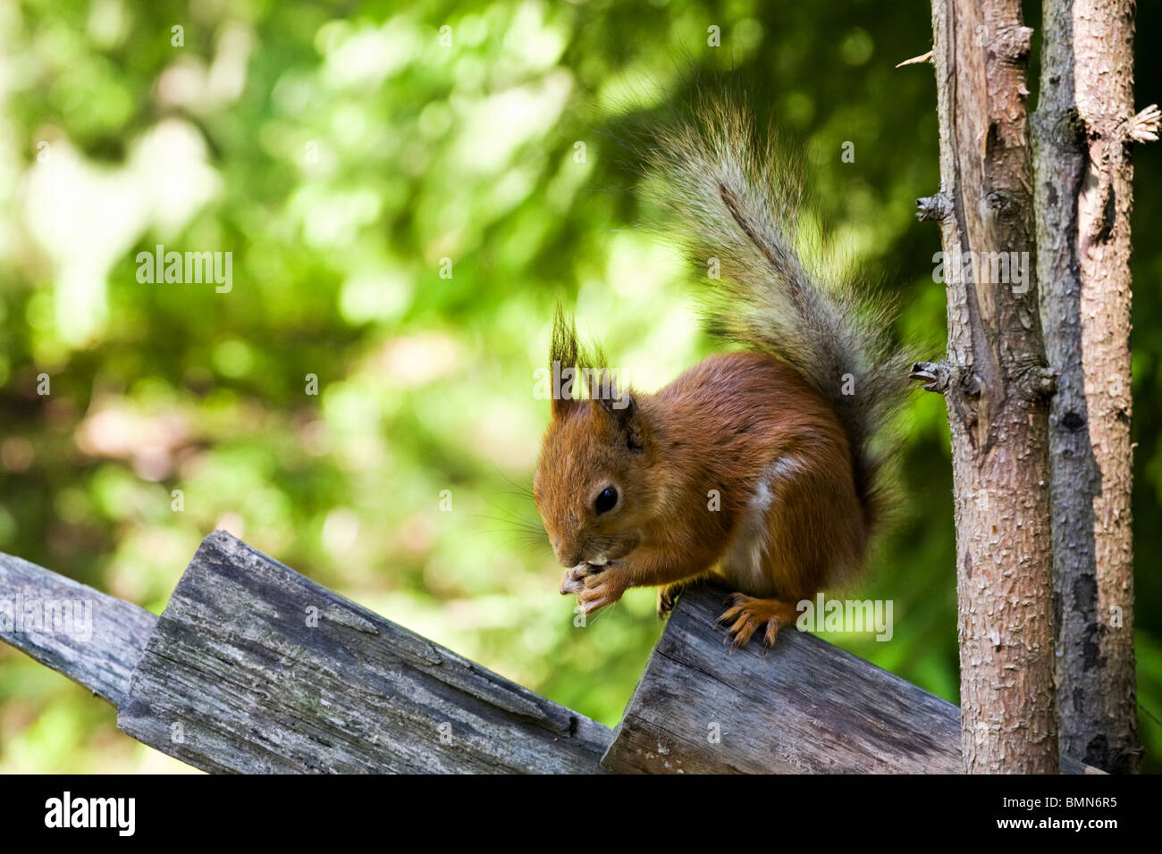 cute brown squirrel in summer forest Stock Photo - Alamy