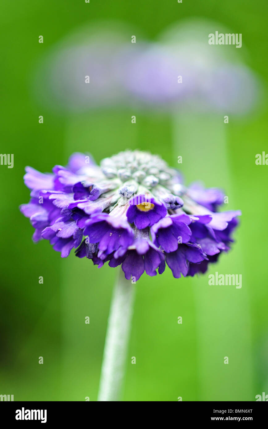 Capitata primrose hi-res stock photography and images - Alamy