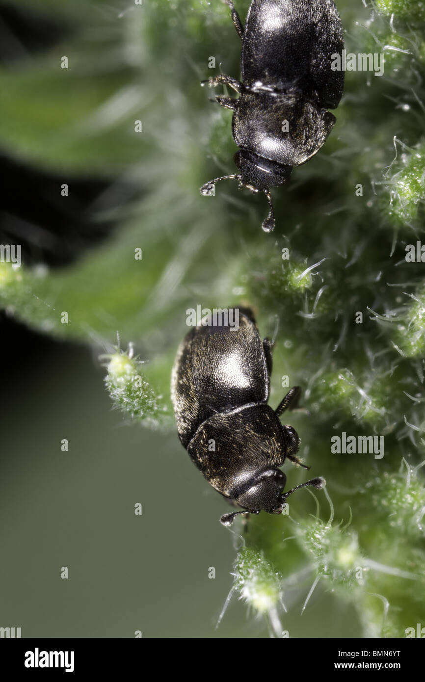Two beetles walking Stock Photo - Alamy