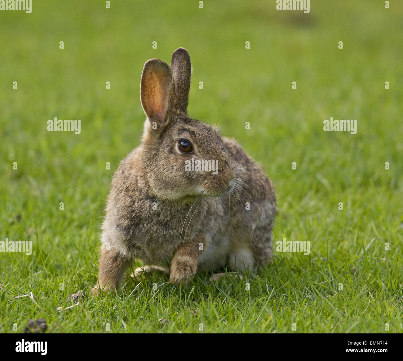 Rabbit posing in field Stock Photo - Alamy