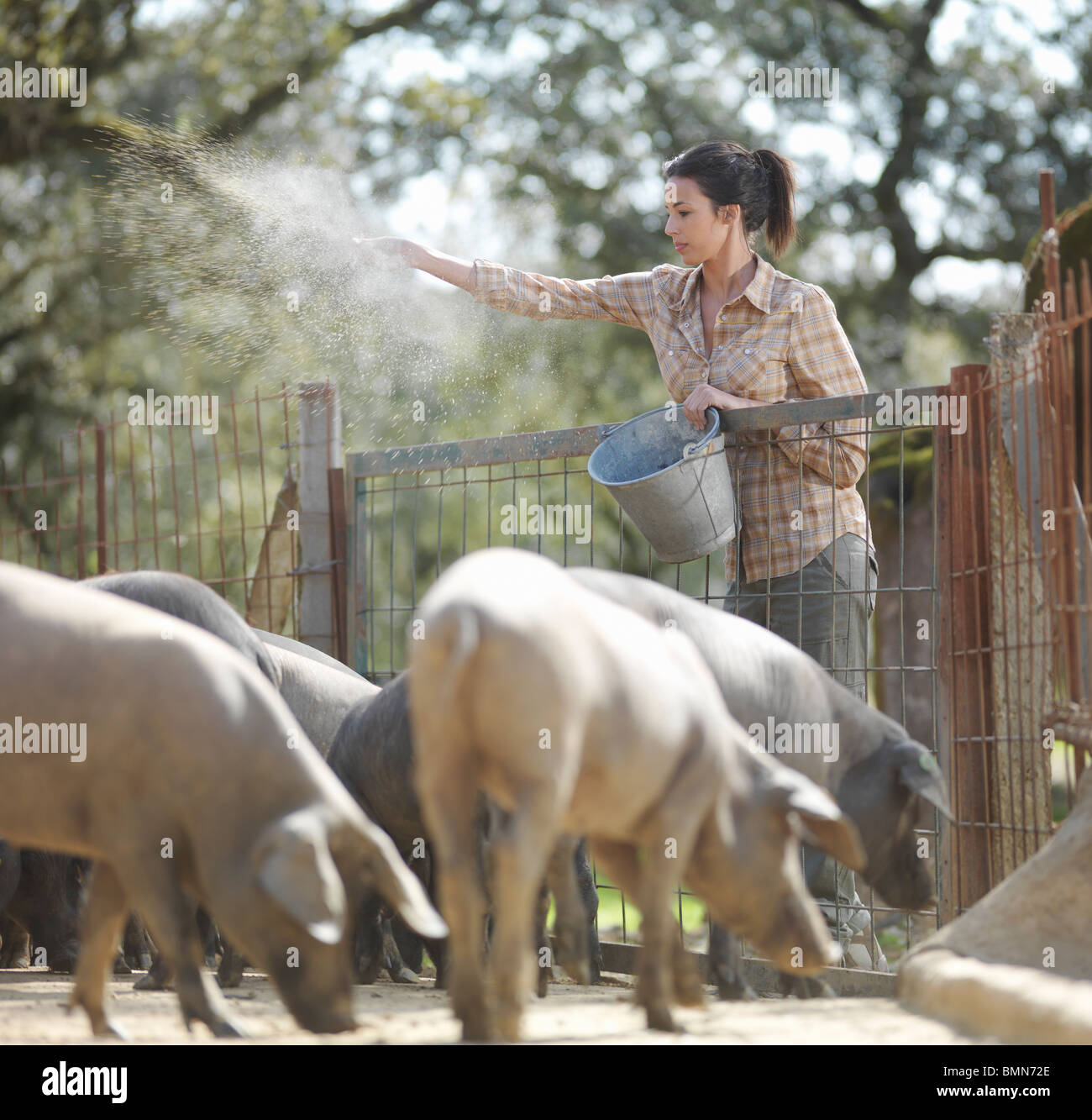 Pig Farmer High Resolution Stock Photography and Images - Alamy