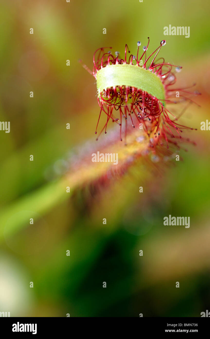Carnivorous plants sundew sticky leaves hi-res stock photography and ...