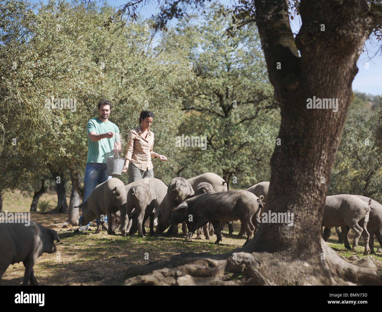 Man bucket feeding pigs hi-res stock photography and images - Alamy