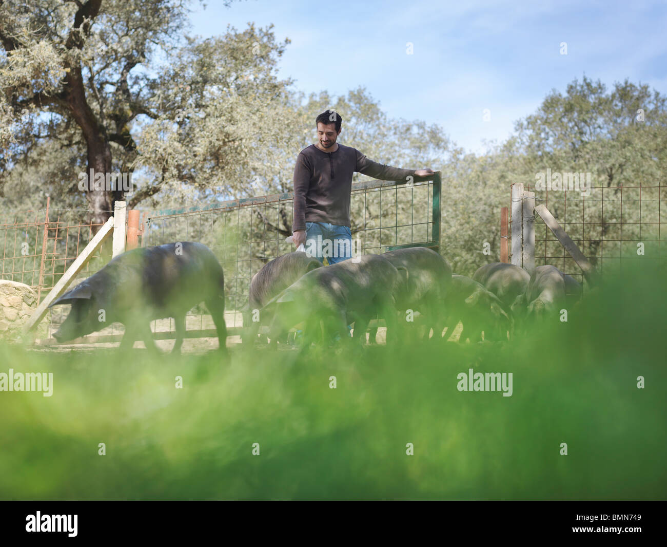 Closing Farm Gate High Resolution Stock Photography and Images - Alamy