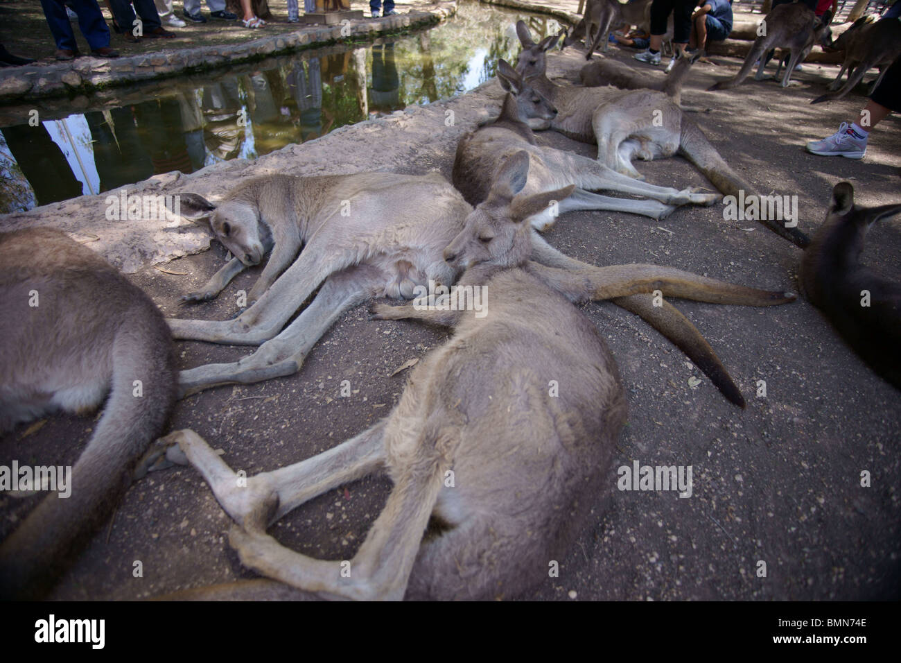 Gan Guru ,Nir David. paun Stock Photo - Alamy
