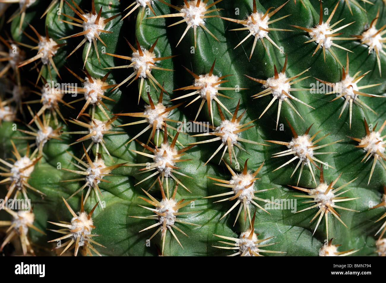 Echinopsis mamillosa Gürke Synonym Echinopsis kermesina Echinopsis ...