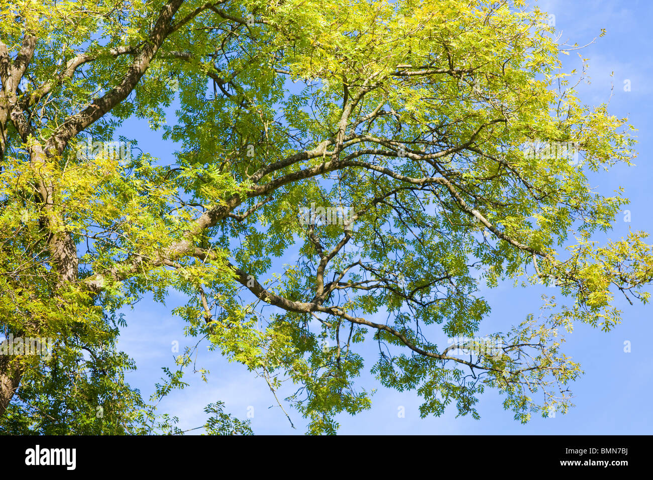 Looking up into a healthy ash tree in the Gloucestershire Cotswolds UK ...