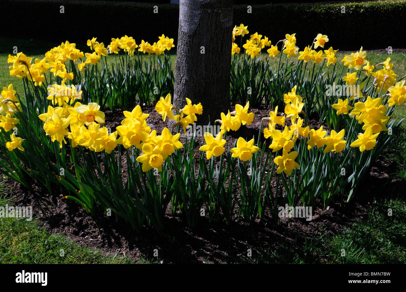 full circle ring of daffodils surround surrounding encircled encircle ...