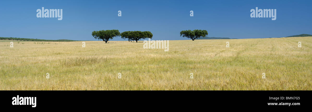 Field fields cork oak trees hi-res stock photography and images - Alamy