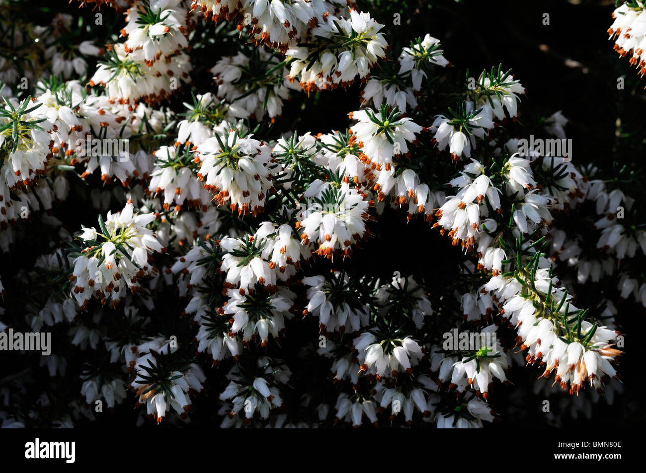Erica carnea isabell white Winter heath Winter Flowering Heather Spring ...