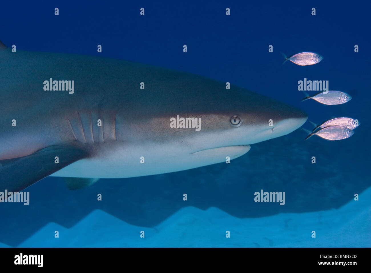 Shark nose hi-res stock photography and images - Alamy