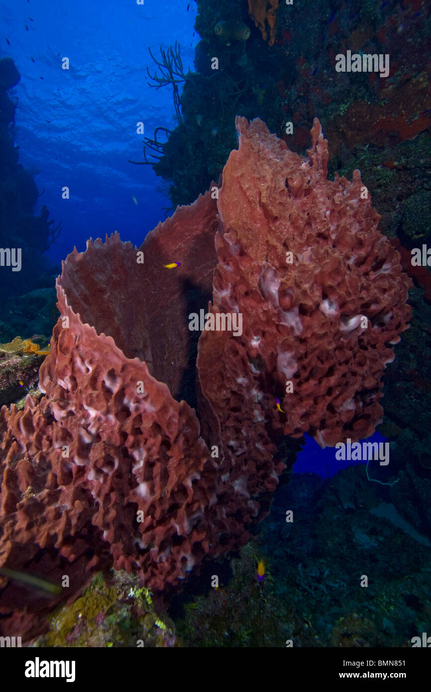 Bloody bay wall dive hi-res stock photography and images - Alamy