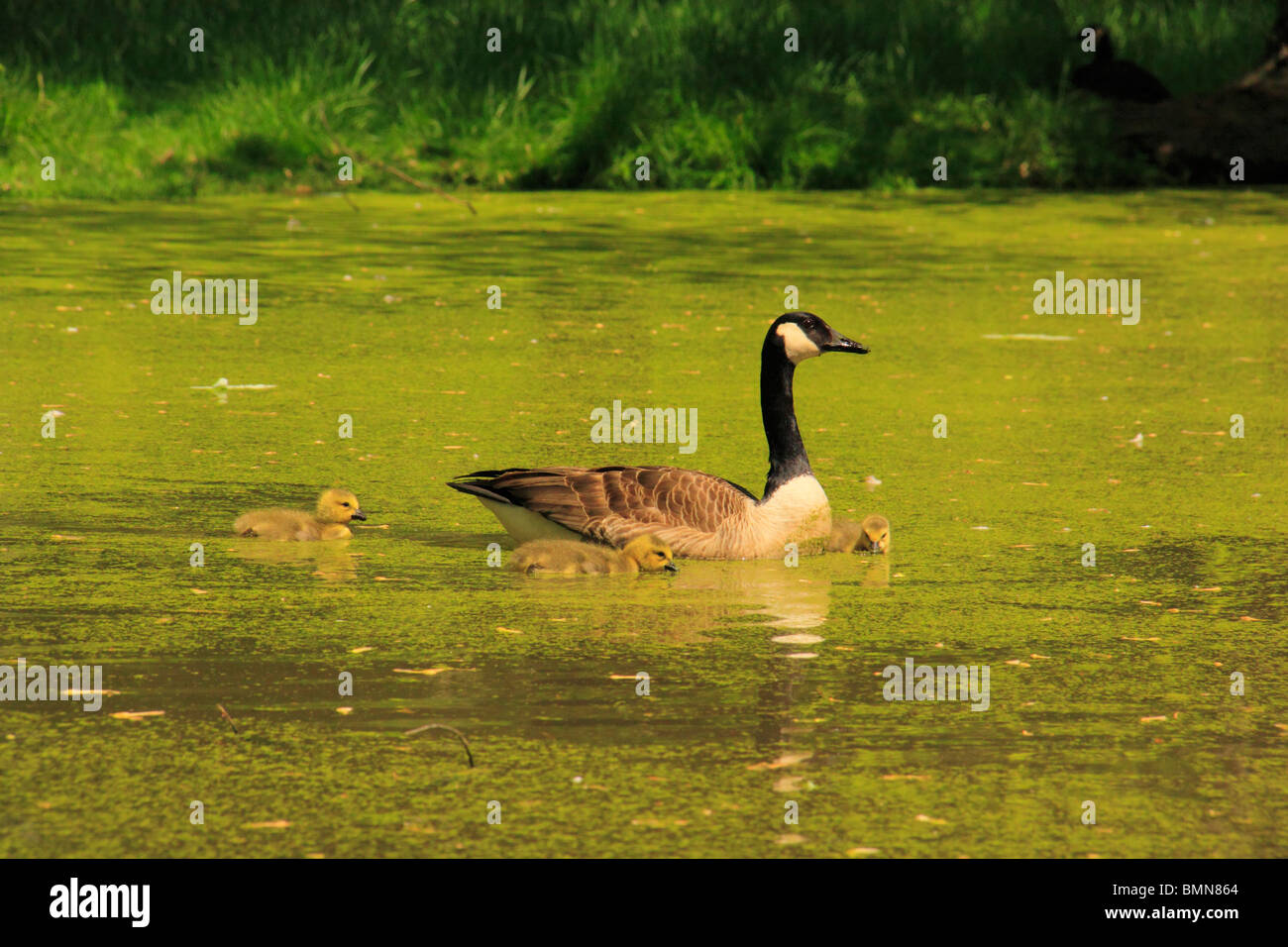 Geese on pond at Gambrill Mill Visitors Center, Monocacy National ...
