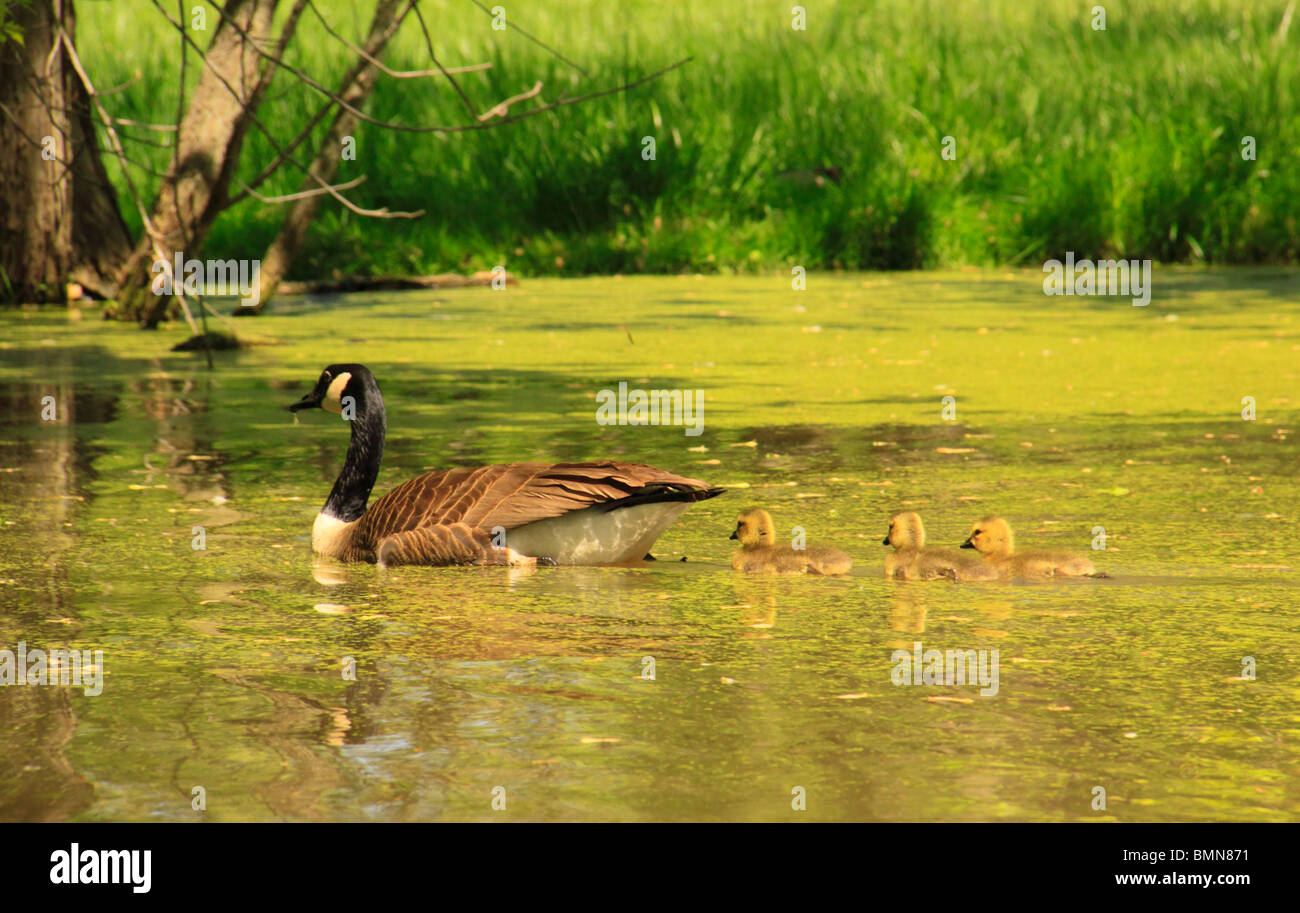 Geese on pond at Gambrill Mill Visitors Center, Monocacy National ...