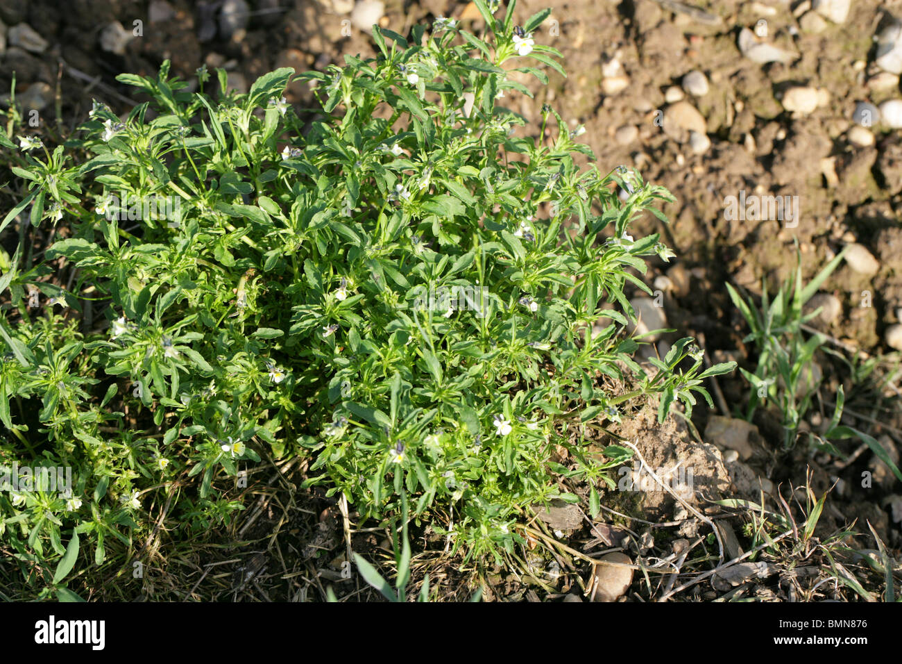 Field Pansy, Viola arvensis, Violaceae Stock Photo - Alamy