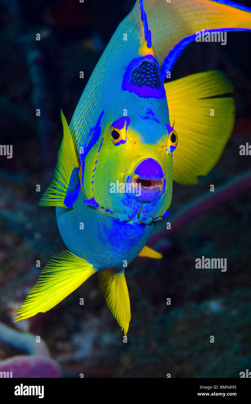 Koran Queen Angelfish