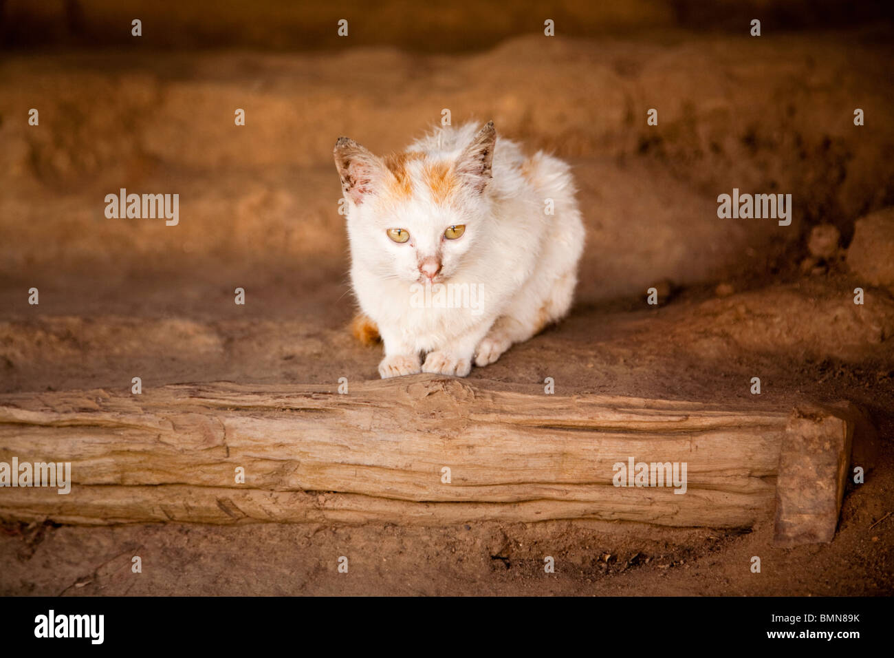 Scruffy cat in Hilltribe Village, Yeo/Yao, Northern Thailand Stock ...