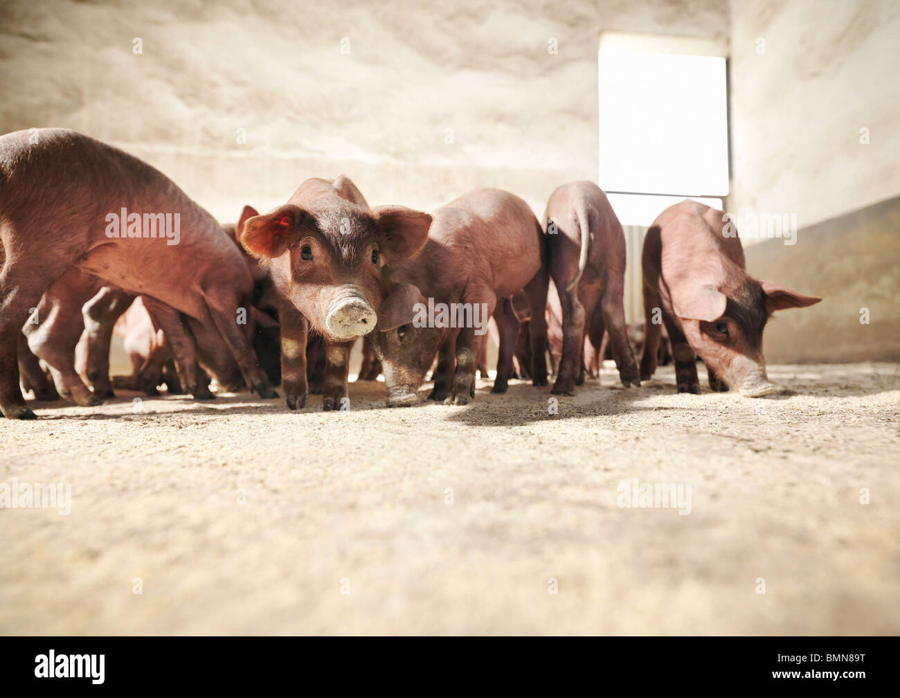 Feed pen hi-res stock photography and images - Alamy