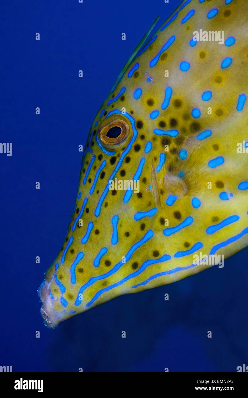 Srcawled Filefish profile with clean blue background, very vibrant ...