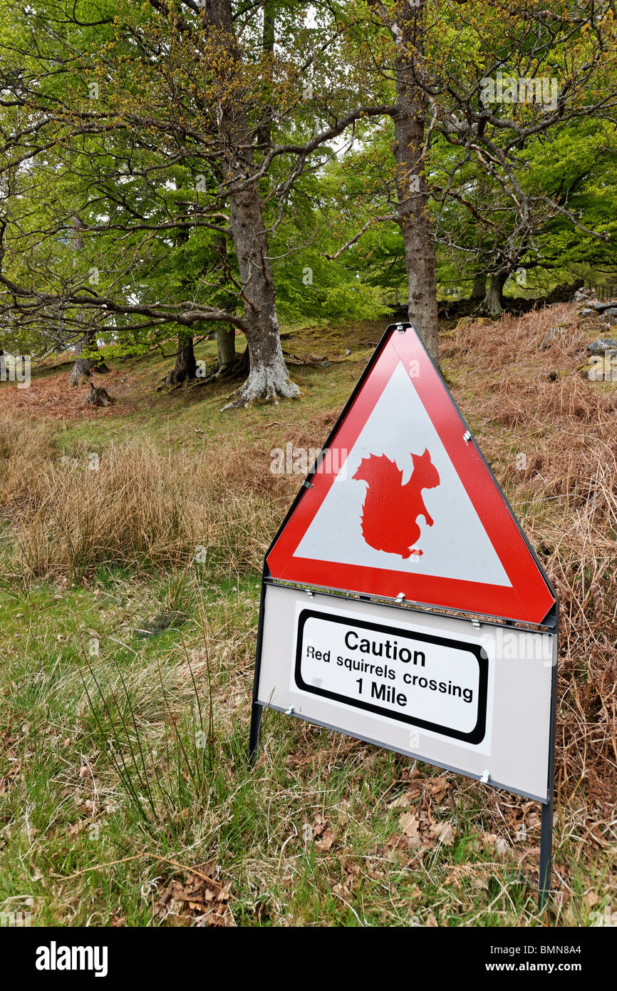 Squirrel warning sign hi-res stock photography and images - Alamy