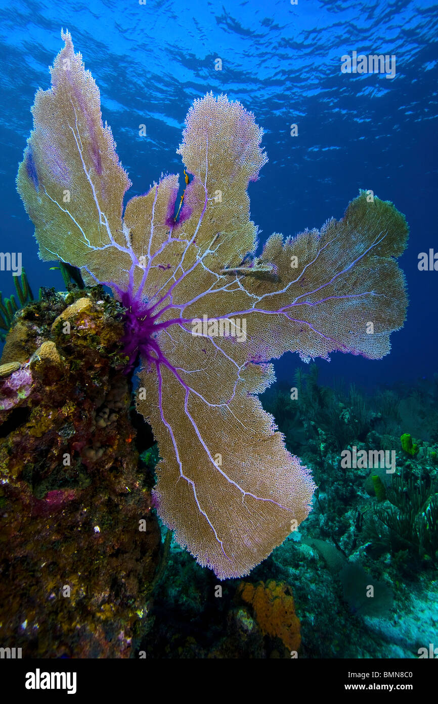 Big sea fan with purple colors and clear, clean blue water background ...