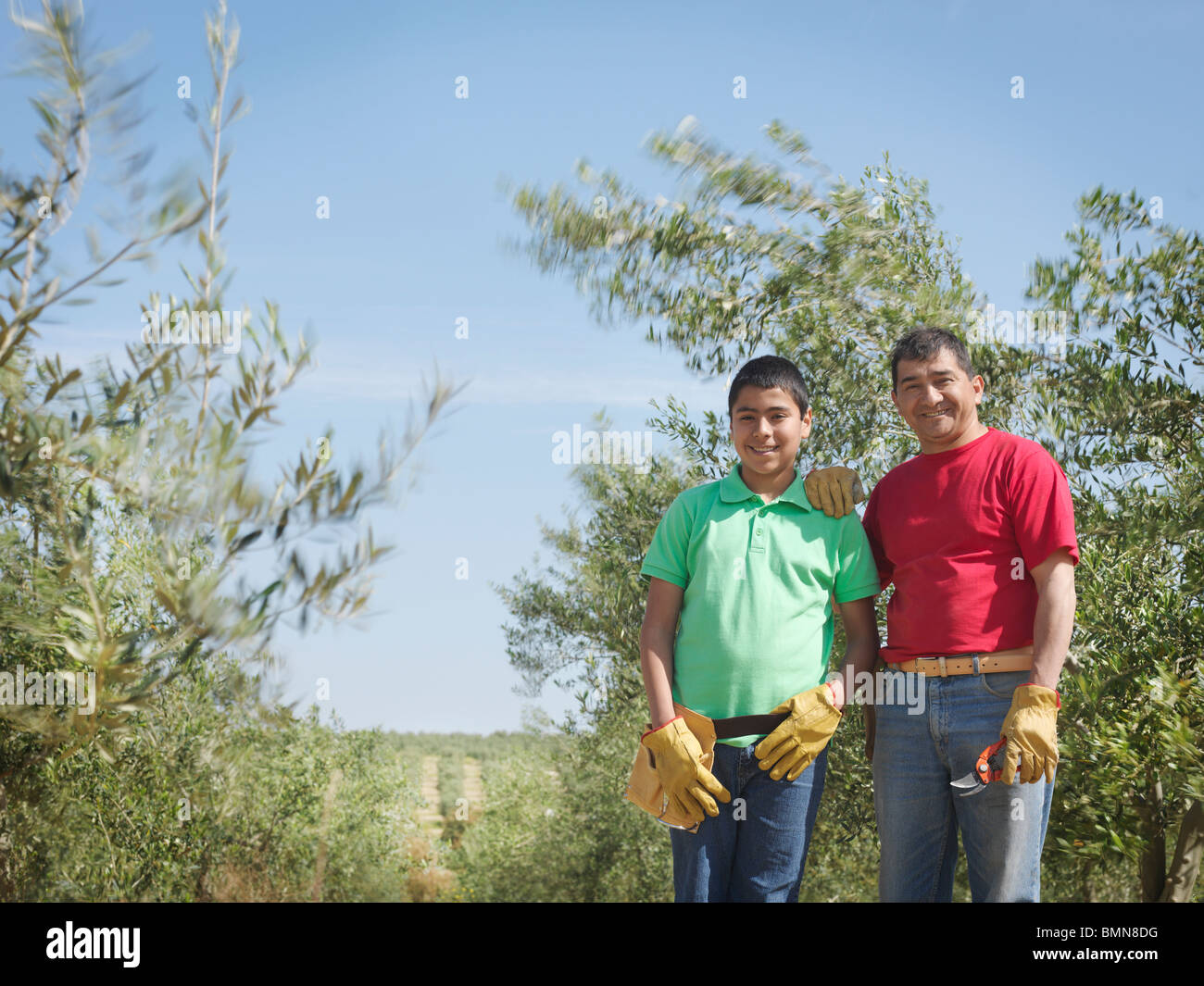 Olive tree family hi-res stock photography and images - Alamy